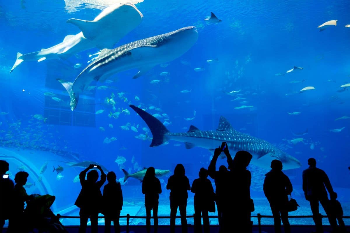 Discover the Best Things to Do in Atlanta in January - The Southern ...